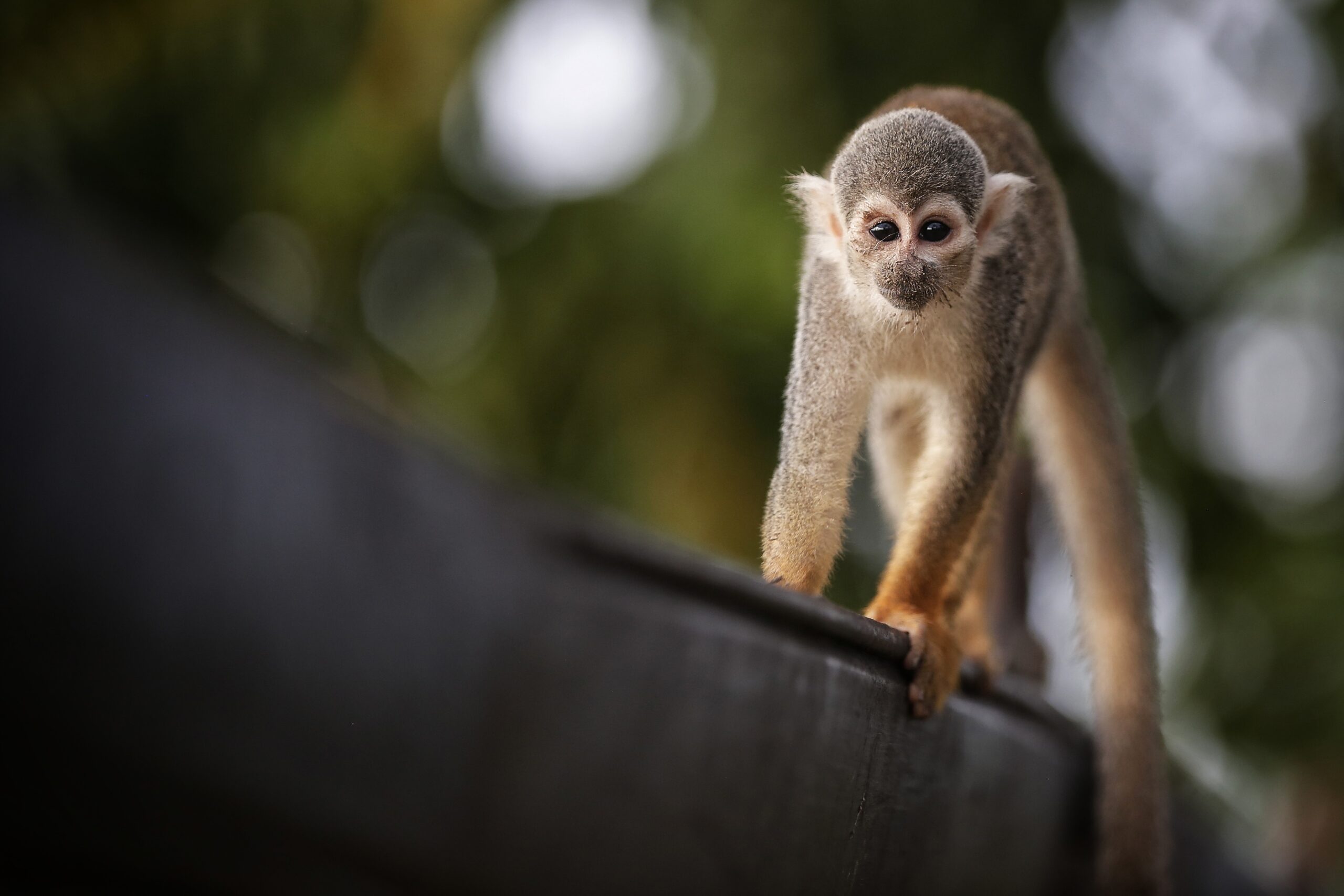 Isla de los micos, Amazonas - Colprensa