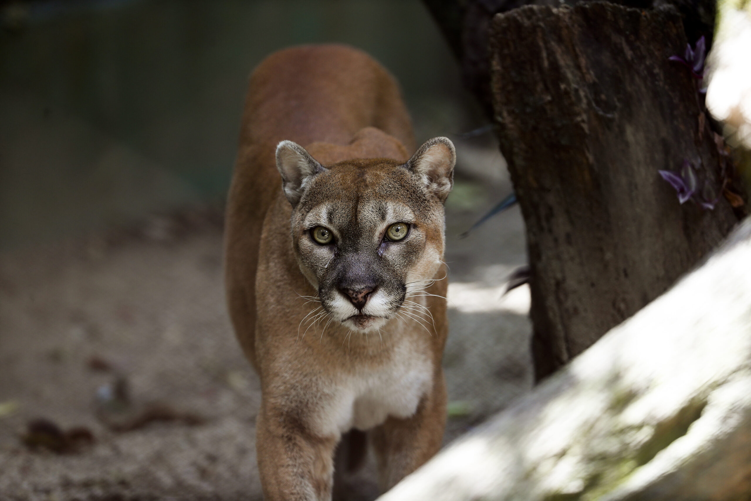 Puma con color - Colprensa